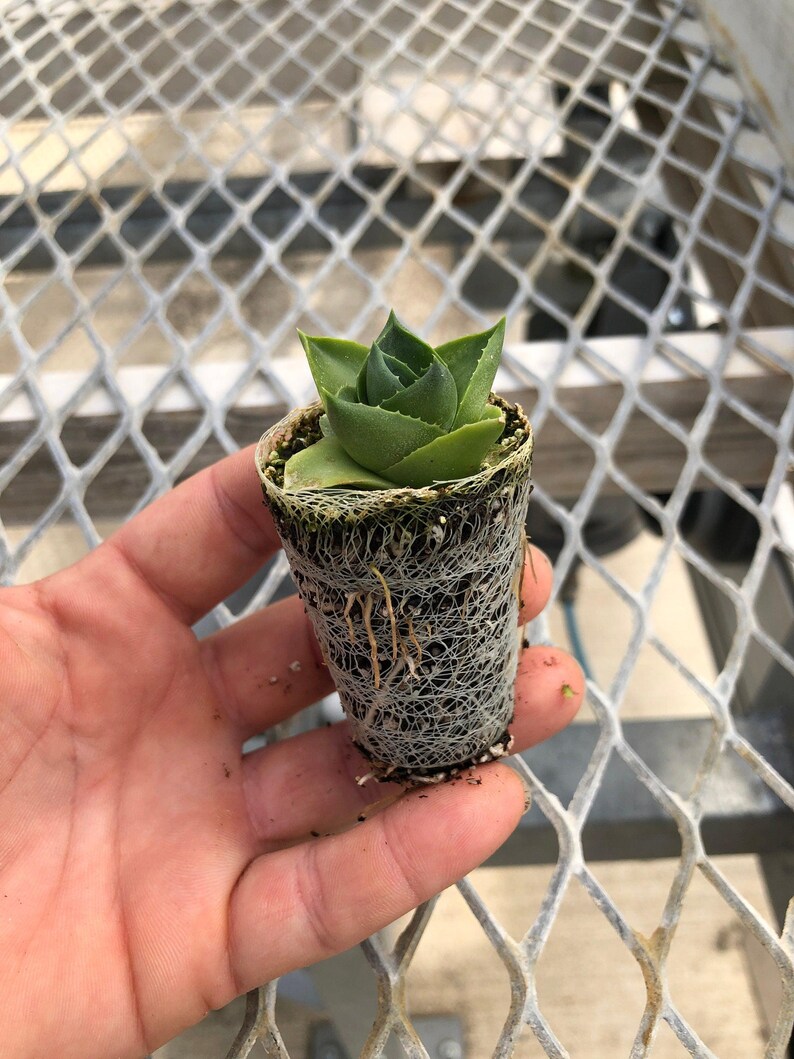 RARE Pixie Dwarf Agave | Unique Succulent | Fully Rooted Plug From ...