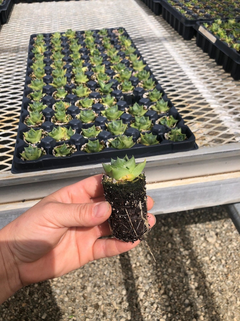 RARE Pixie Dwarf Agave | Unique Succulent | Fully Rooted Plug From ...