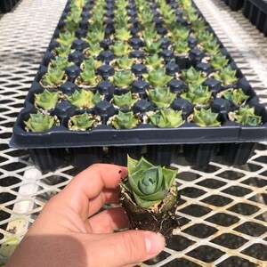 RARE Pixie Dwarf Agave | Unique Succulent | Fully Rooted Plug From ...
