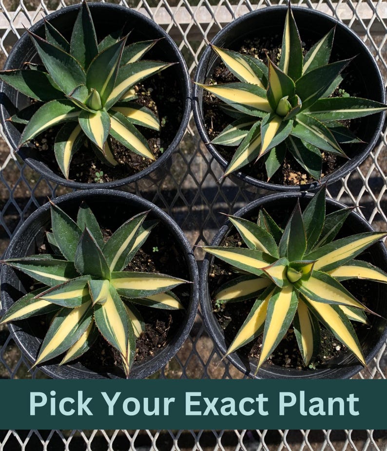 RARE Half-moon Central Variegated Agave 'blue Glow' | Pick Your Exact ...
