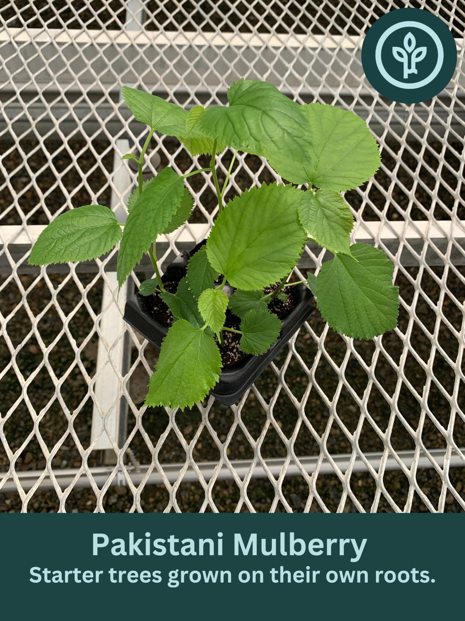 Pakistani Mulberry Starter Plants | Long Mulberry | Own Root Starter ...