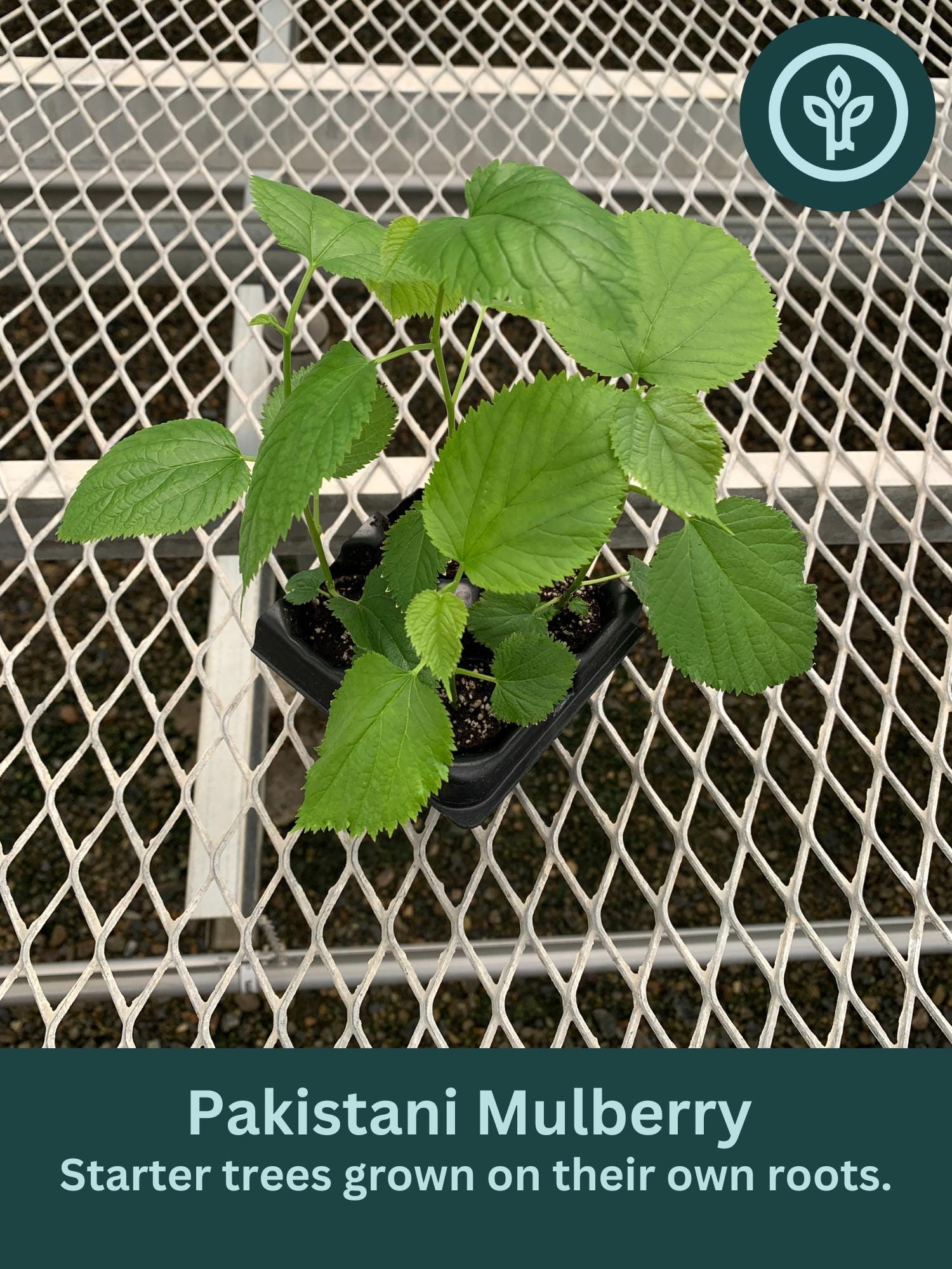 Pakistani Mulberry Starter Plants | Long Mulberry | Own Root Starter ...