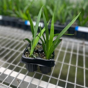 4 Pack: Kangaroo Paw A.K.A. Anigozanthos 'bush Ranger' | Drought ...