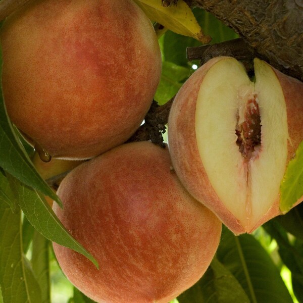 White Peach Tree - Etsy