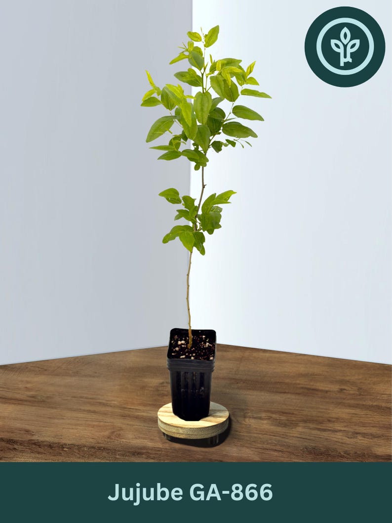 Jujube GA-866 in Tree Pot | Ziziphus Jujuba / Chinese Red / Red Date ...