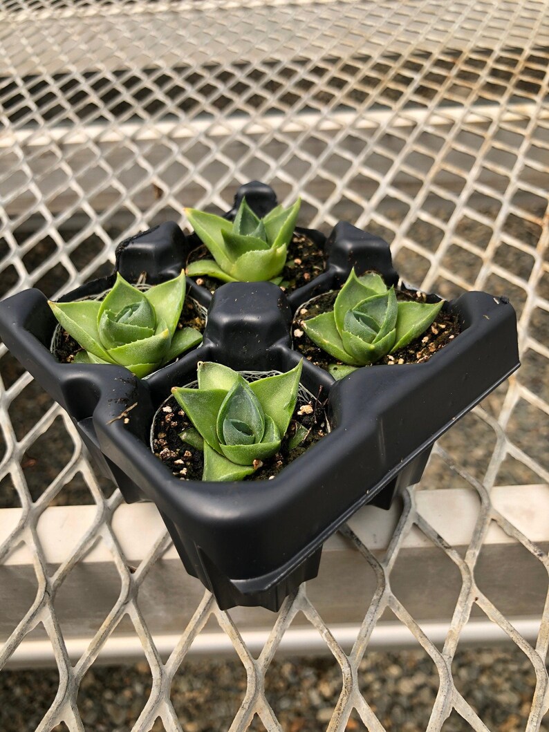 RARE Pixie Dwarf Agave | Unique Succulent | Fully Rooted Plug From ...
