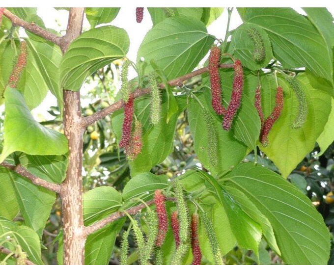 Red Mulberry Tree, Unique Fruit Tree With Red Edible Berries LIVE PLANT ...