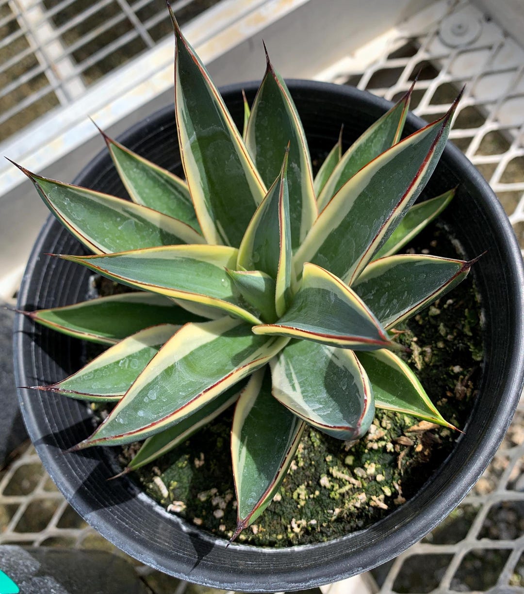 Snow Glow Variegated Agave 'blue Glow' 1 Gallon - Etsy
