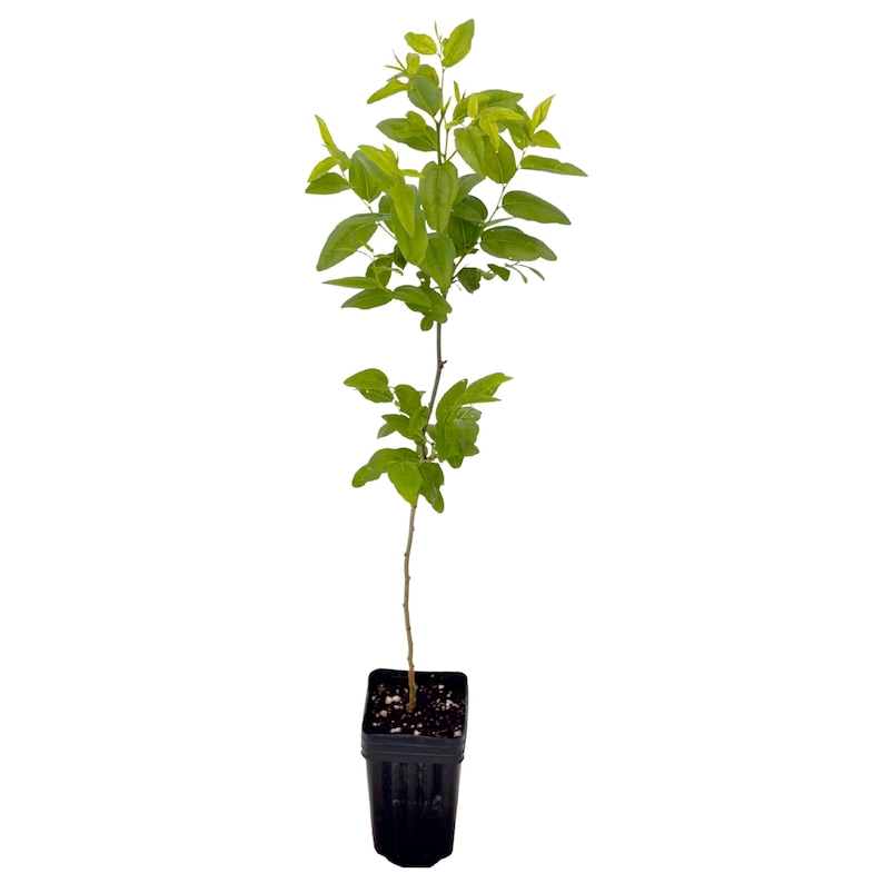 Jujube GA-866 in Tree Pot | Ziziphus Jujuba / Chinese Red / Red Date ...