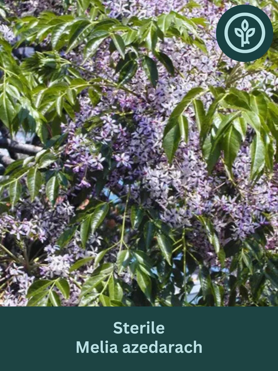 Chinaberry, Persian Lilac Starter Plants | Sterile Flowering Shade Tree ...