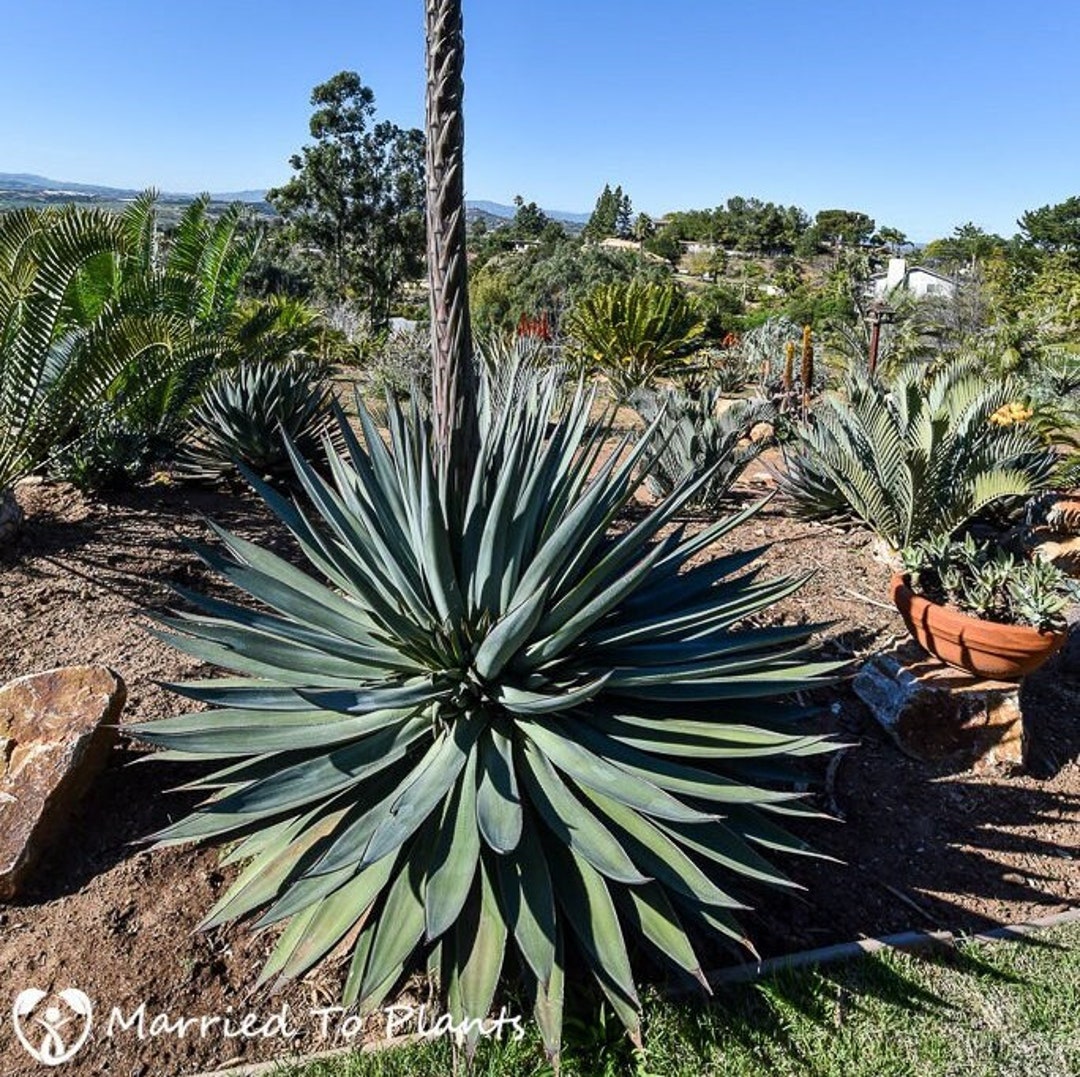 Blue Glow Agave Tissue Culture Container - Etsy