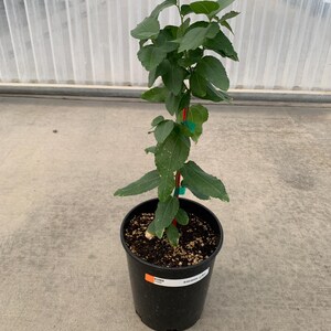 Jujube GA 866 Tree | Chinese Red Date | Own Root Plants From Tissue ...