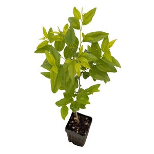Jujube GA-866 in Tree Pot | Ziziphus Jujuba / Chinese Red / Red Date ...