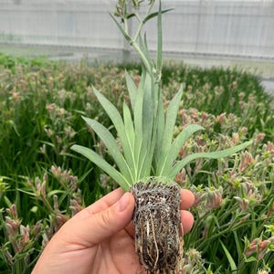 4 Pack: Kangaroo Paw A.K.A. Anigozanthos 'bush Ranger' | Drought ...