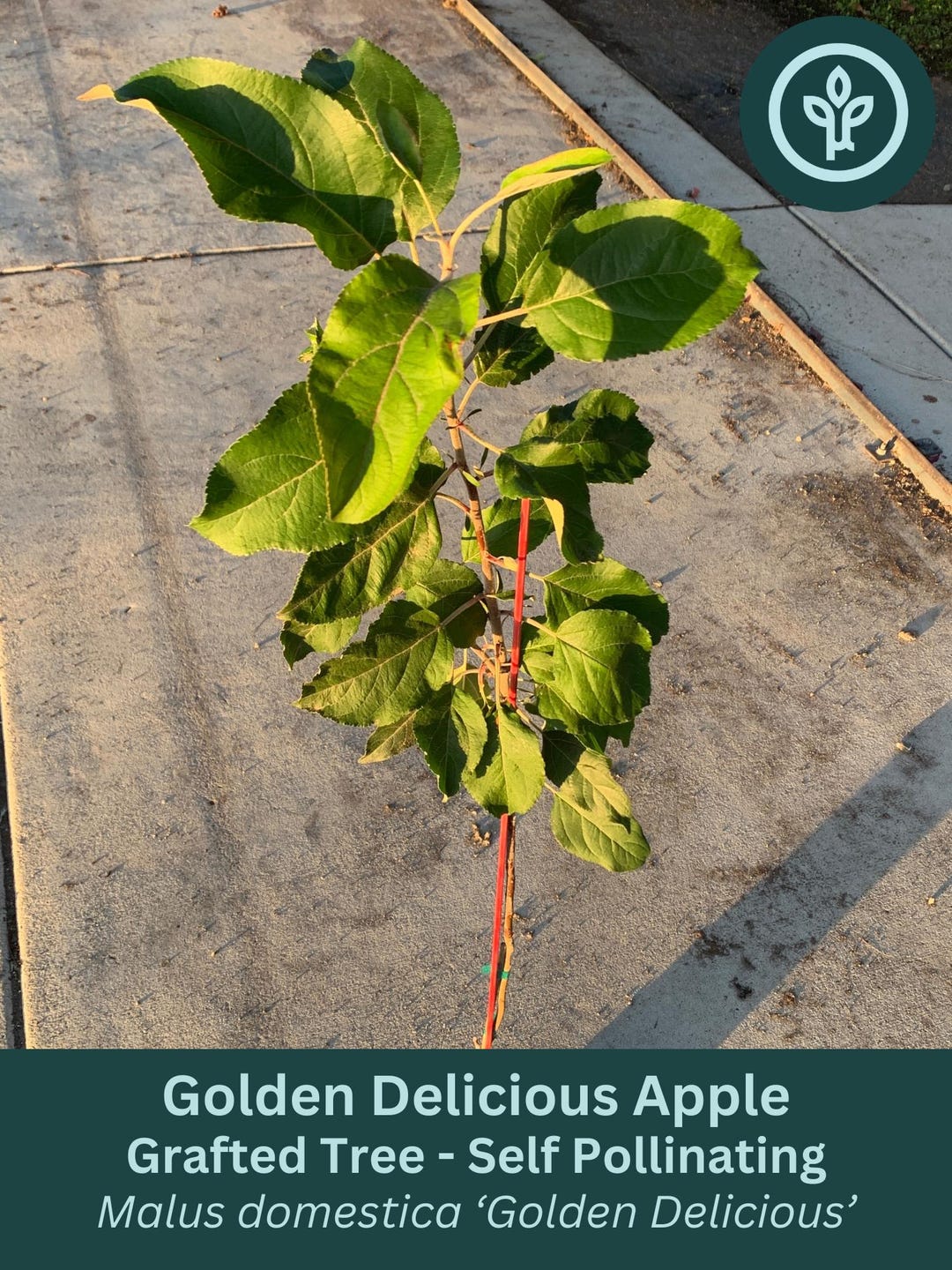 Golden Delicious Apple Tree | Grafted & Self Pollinating Fruit Tree ...