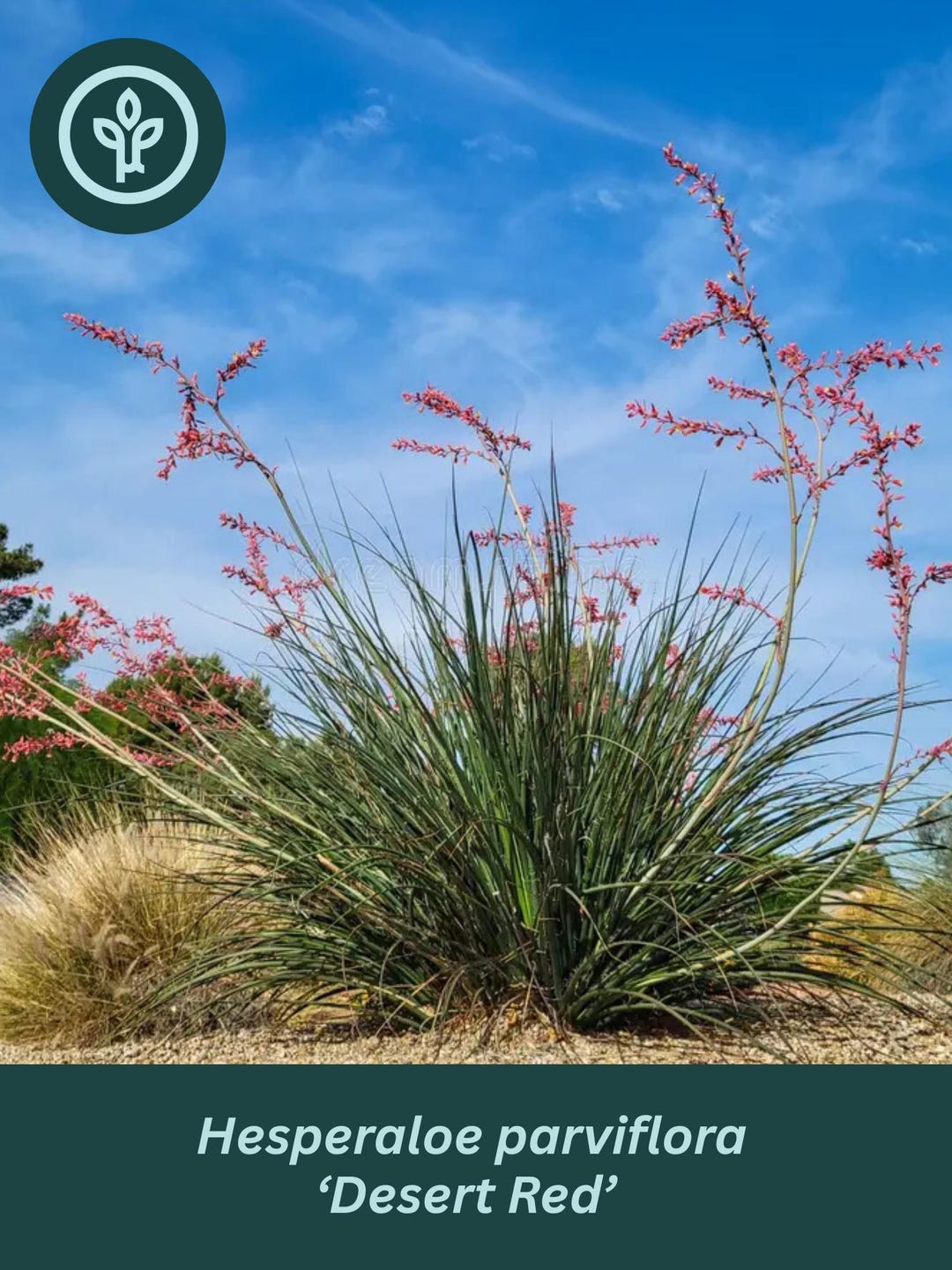 Flowering Yucca 'pink Desert' Starter Plants | Pollinator Friendly ...