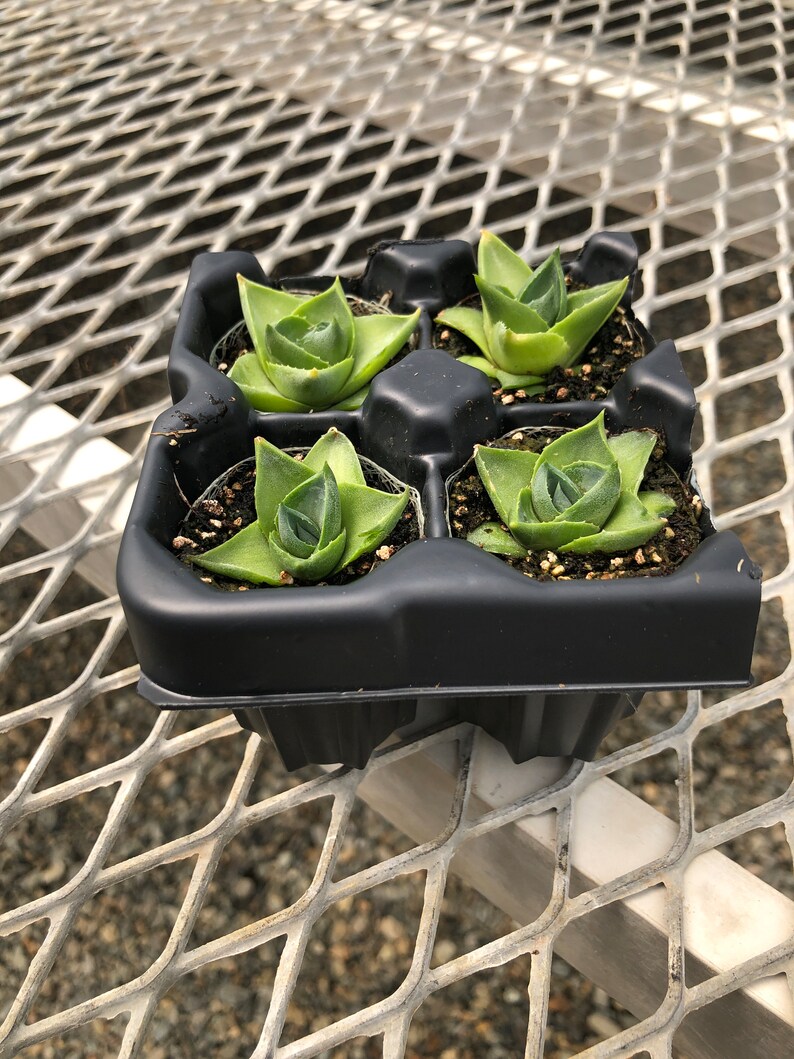 4 Pack Agave 'blue Glow Compacta' in Fully Rooted Plugs Produced via ...