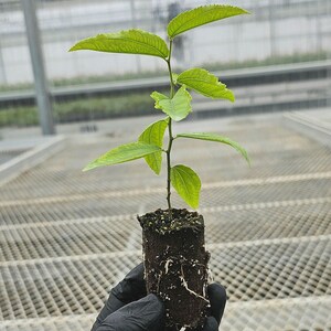 Jujube 'GA 866' Starter Tree 2-4 Inch | Ziziphus Jujuba / Chinese Red ...