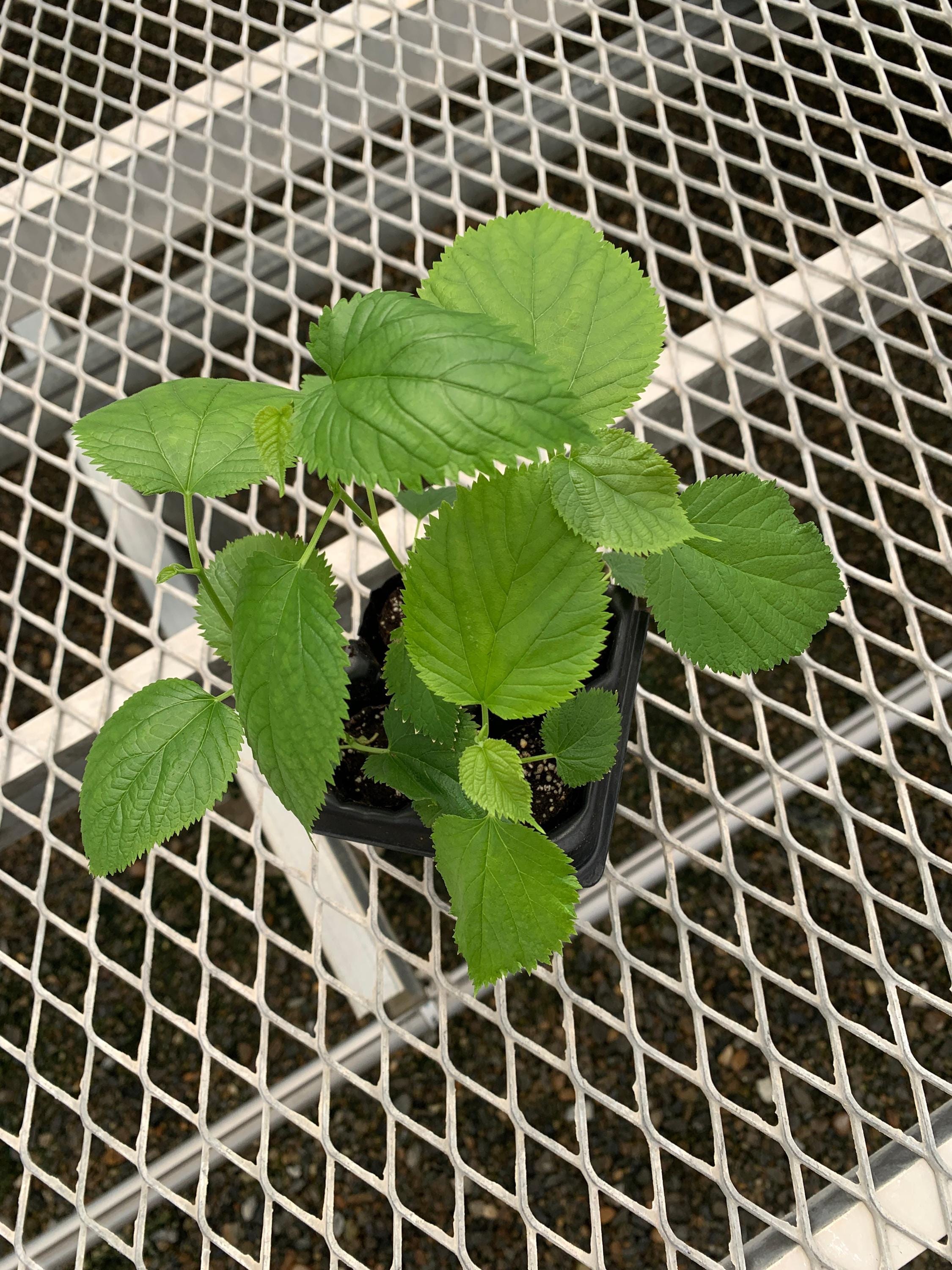 Pakistani Mulberry Starter Plants | Long Mulberry | Own Root Starter ...