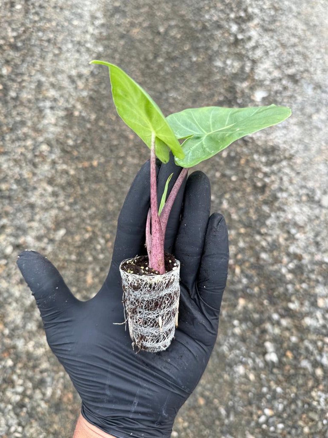 Rare Alocasia 'imperial Red' Elephant Ear Plant | Houseplant or ...