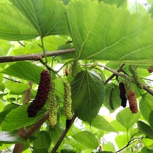 Pakistani Mulberry Starter Plants | Long Mulberry | Own Root Starter ...