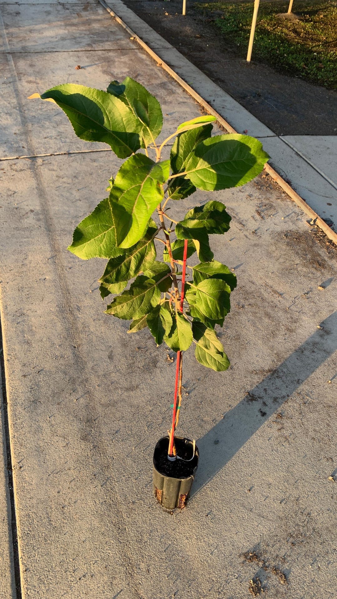 Pink Lady Apple Tree: Cripps Pink Variety, Ships in Jumbo Ellepot - Etsy