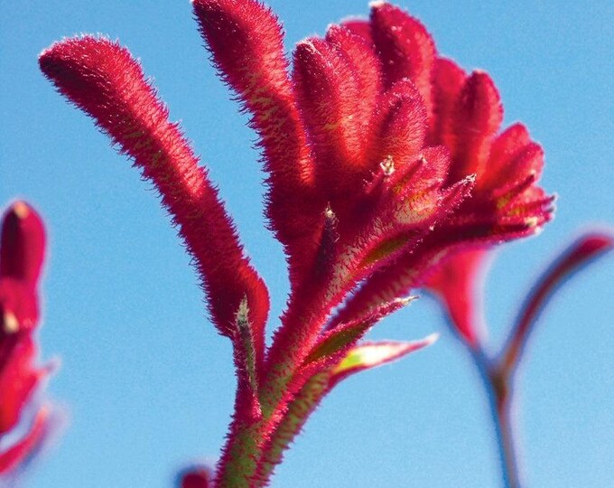 Anigozanthos 'BUSH RANGER' (dwarf Red Kangaroo Paw) - Etsy