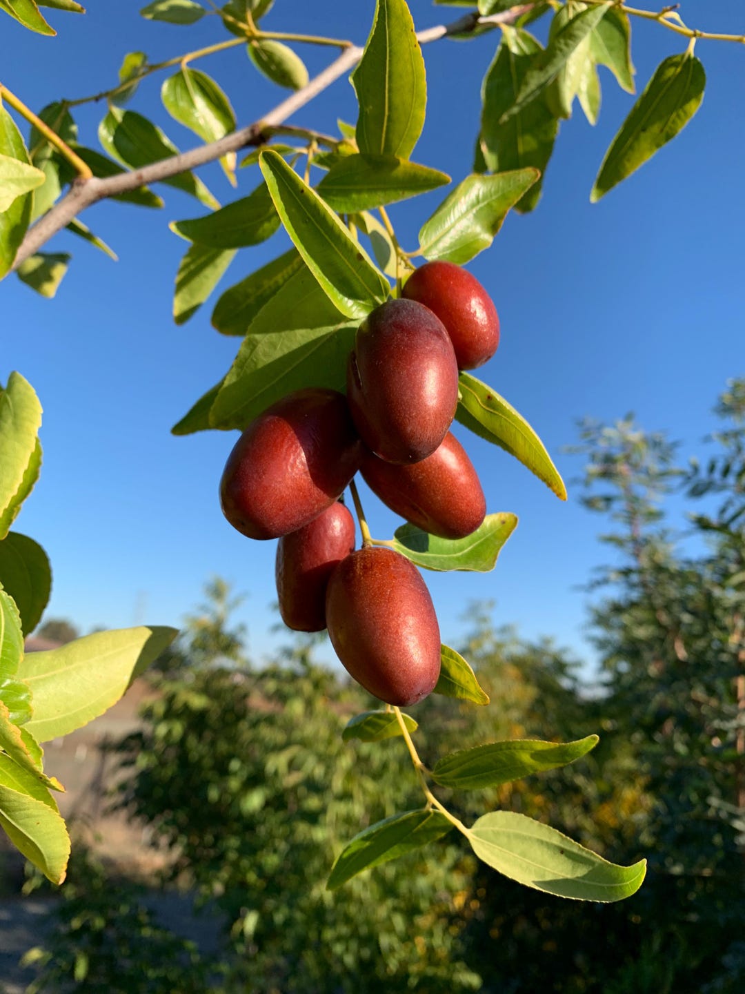 Jujube 'GA 866' Starter Tree 5-10" | Chinese Red Date | Own Root Plants ...