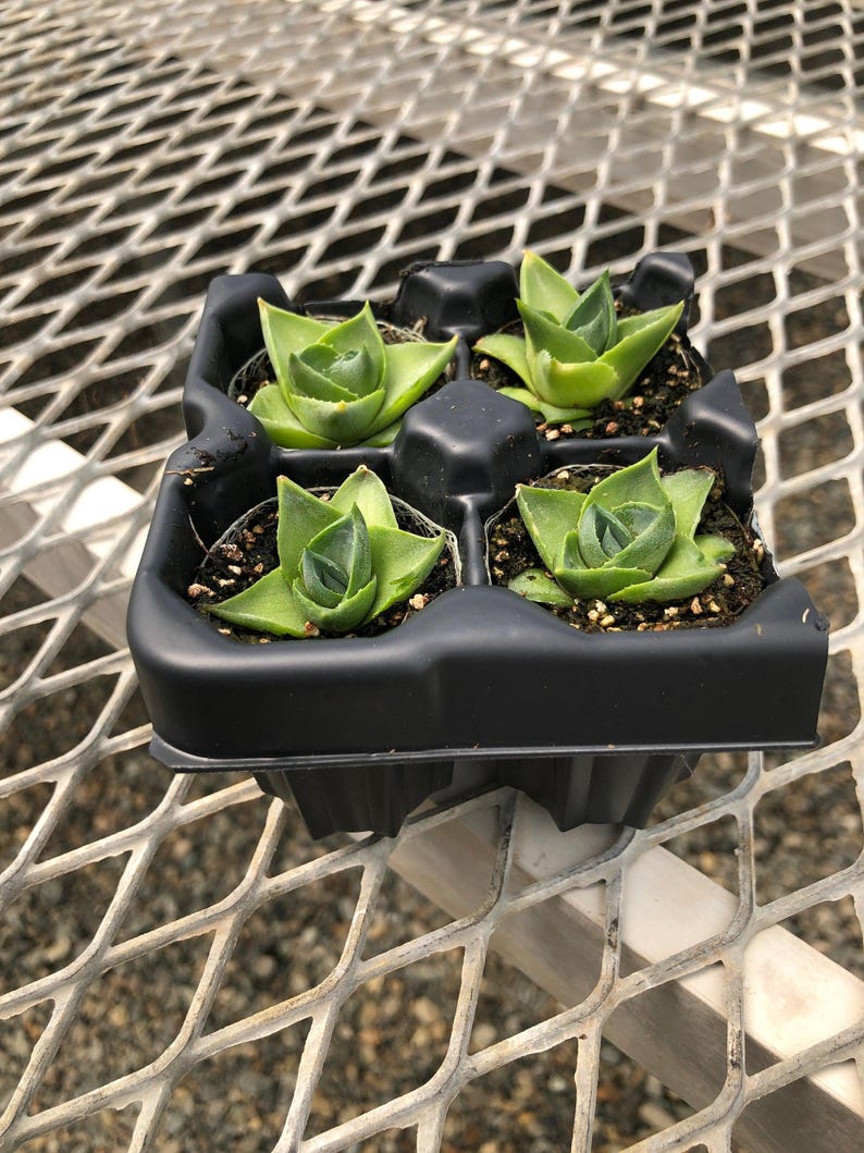 RARE Pixie Dwarf Agave | Unique Succulent | Fully Rooted Plug From ...