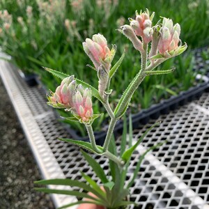 4 Pack: Kangaroo Paw A.K.A. Anigozanthos 'bush Ranger' | Drought ...
