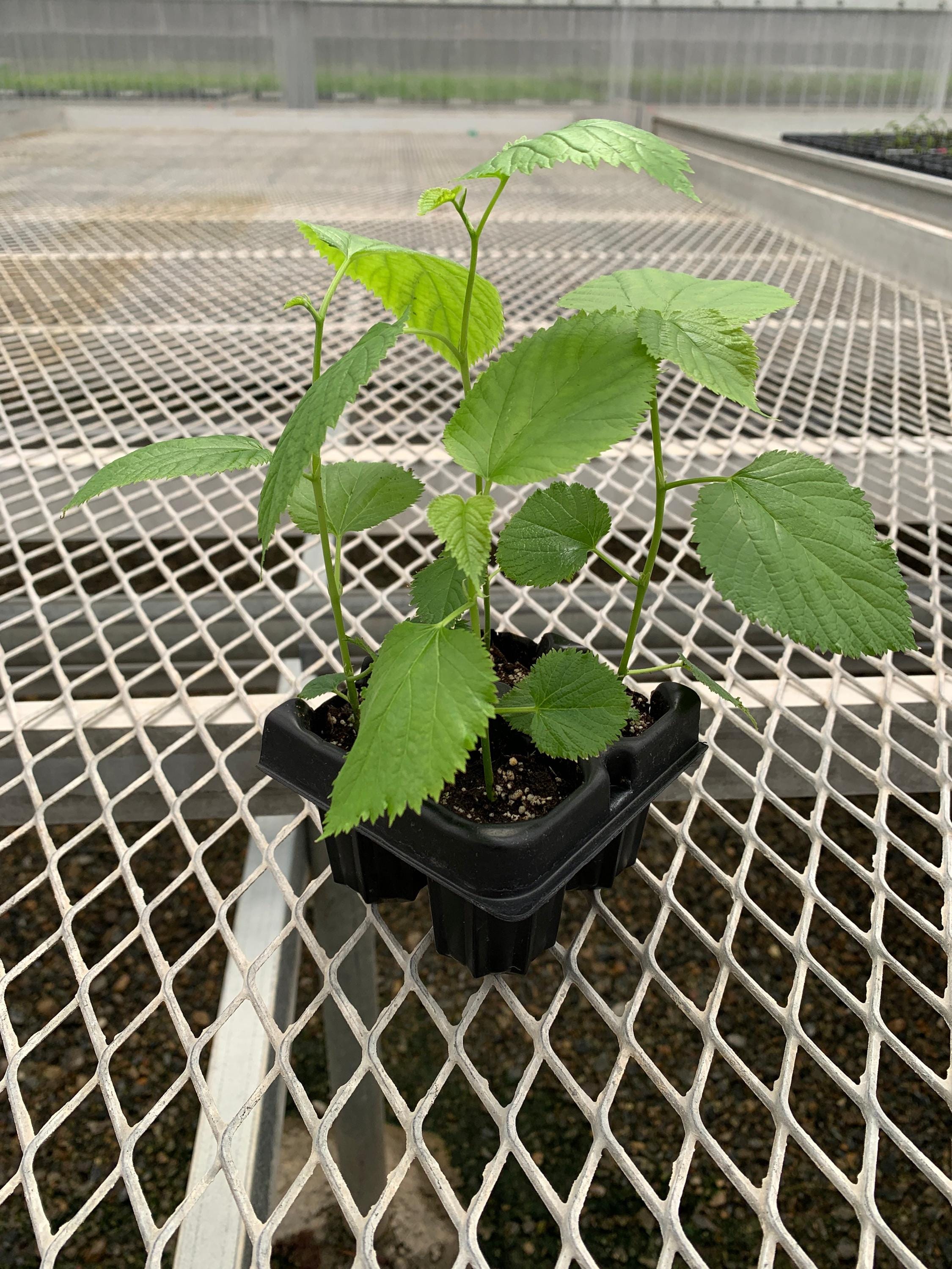 Pakistani Mulberry Starter Plants | Long Mulberry | Own Root Starter ...
