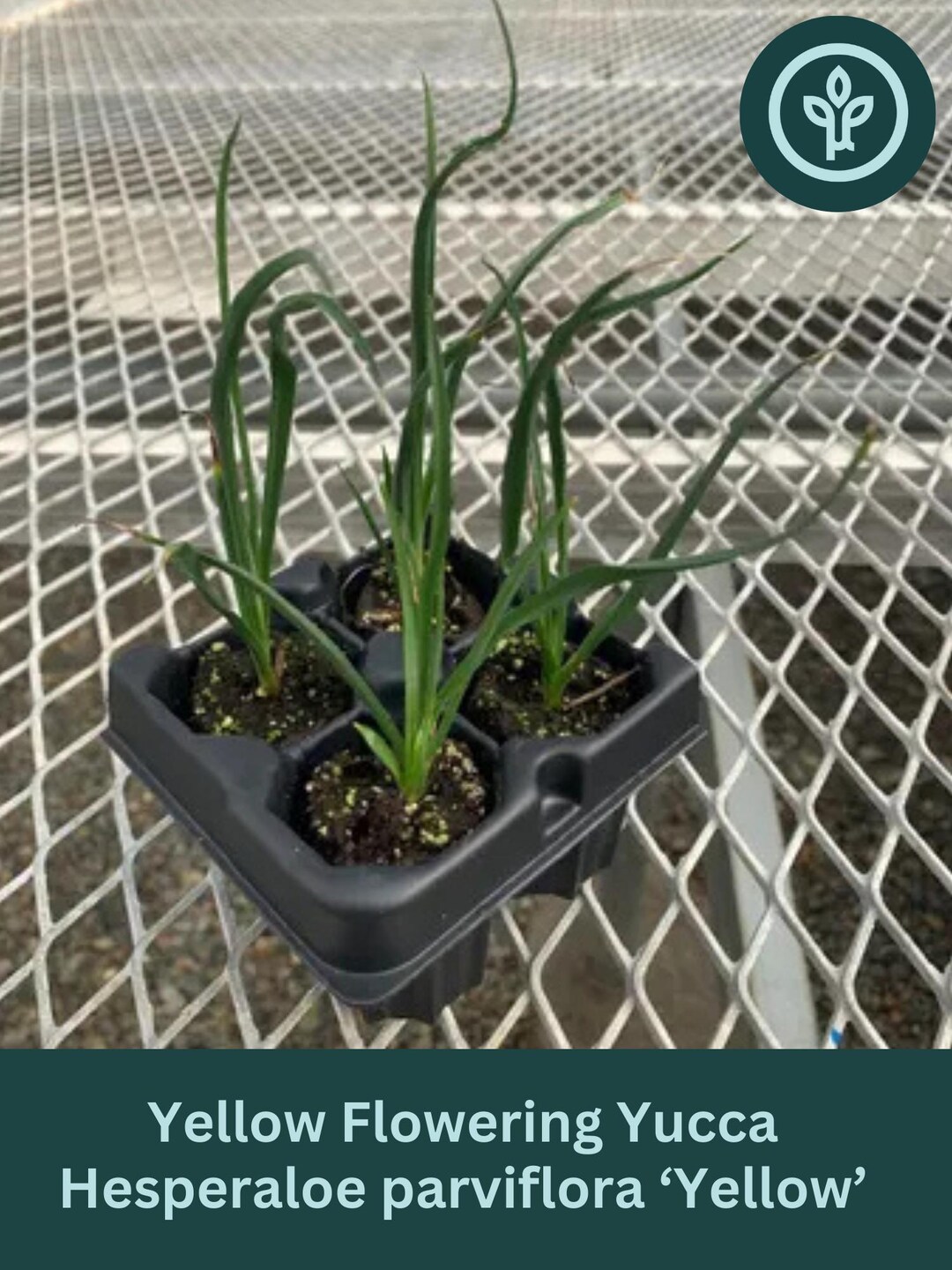 Yellow Flowering Yucca 4-pack | Hesperaloe Parviflora 'yellow' Drought ...