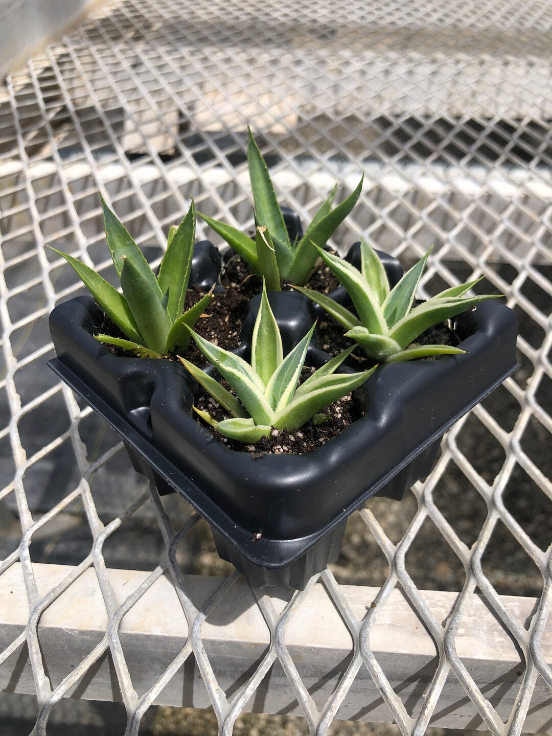 Agave Variety 4 Pack Xeriscape With Drought Tolerant Blue Glow ...