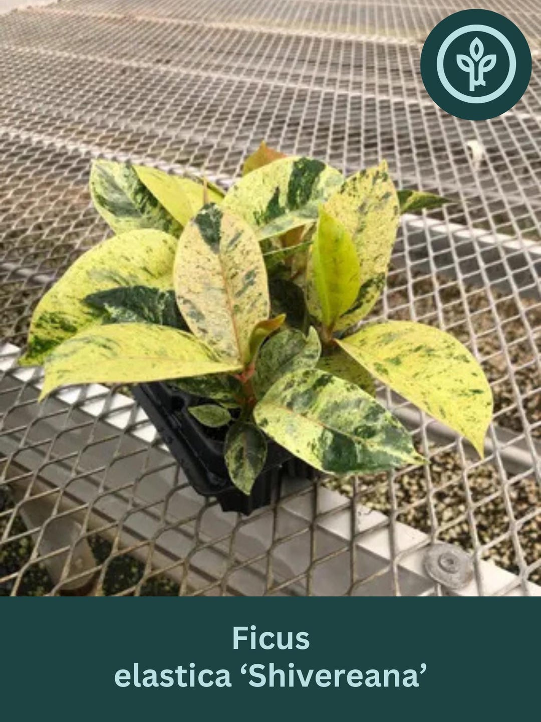 Shivereana Moonshine Variegated Rubber Tree Starter Plant 4-pack ...