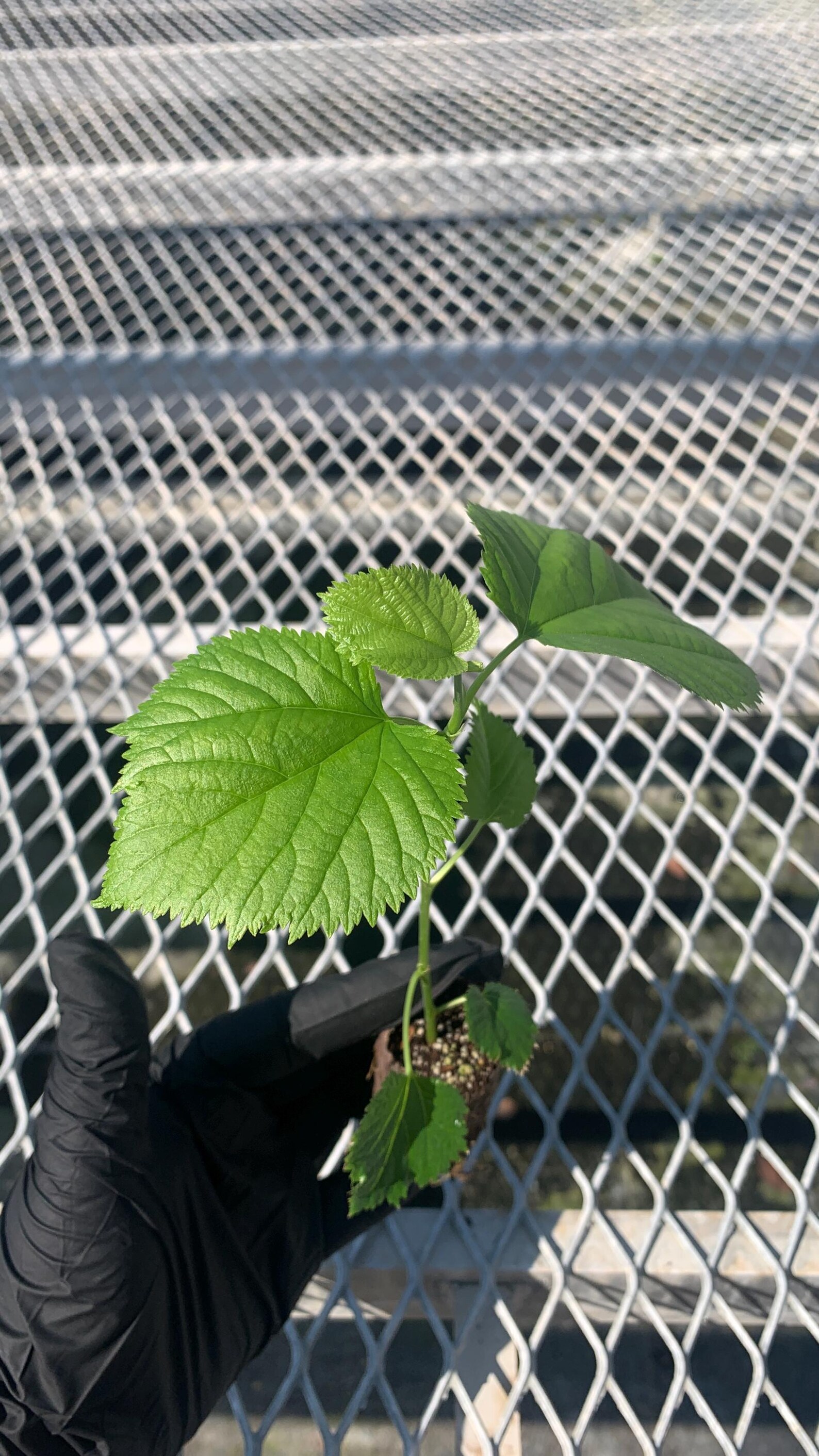 Pakistani Mulberry Starter Plants | Long Mulberry | Own Root Starter ...