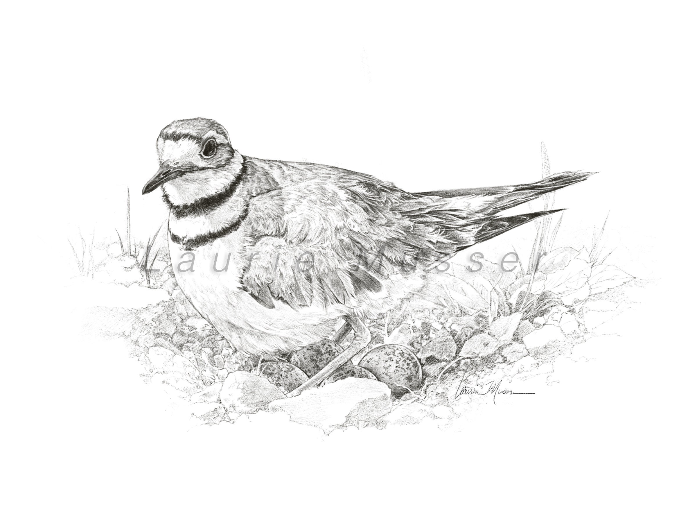 Killdeer, Bird, Wildlife, Pencil, Drawing, Black and White, Giclee ...
