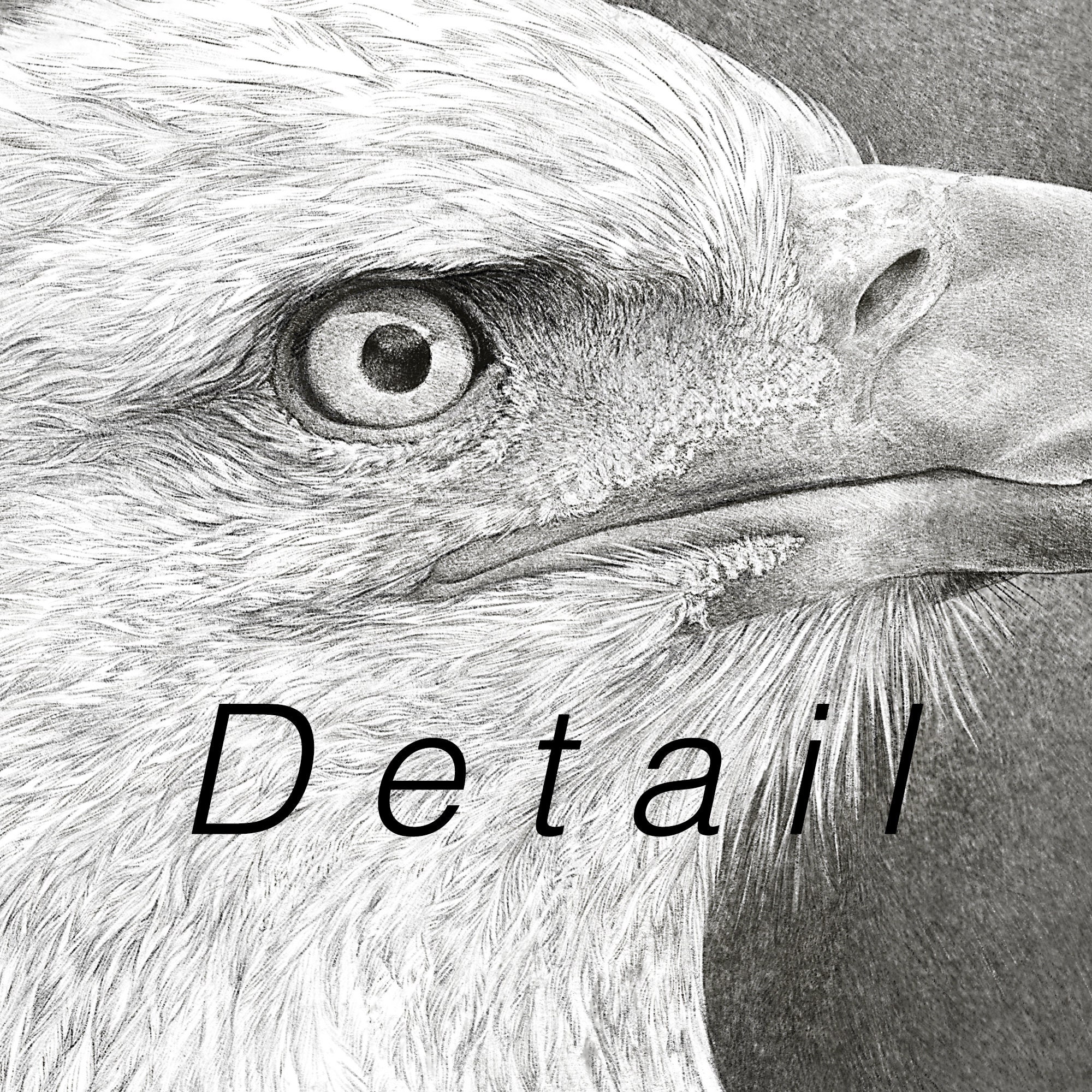 Bald Eagle Pencil Drawing: Wildlife Art Giclee Print - Etsy