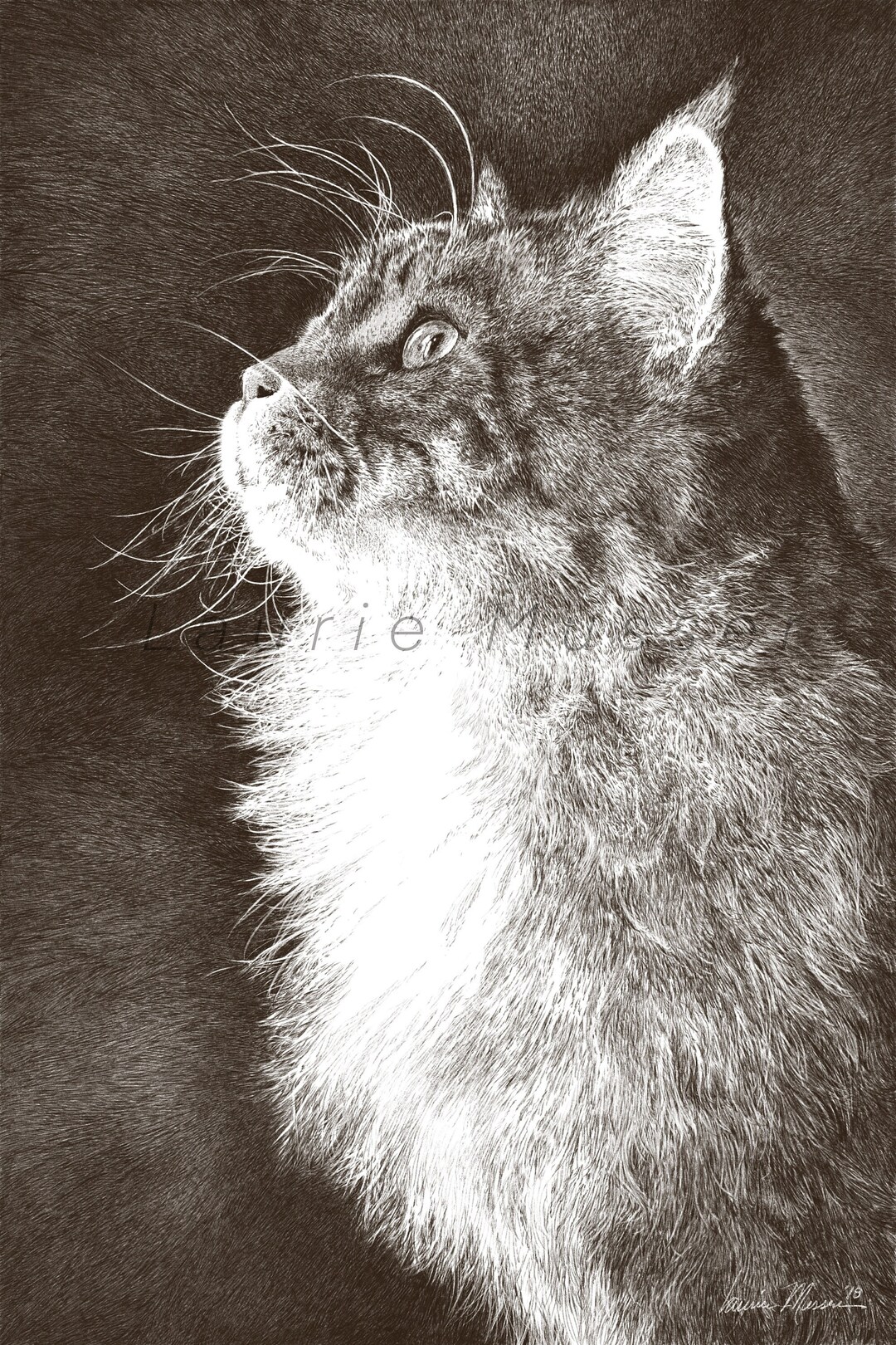 Maine Coon, Cat, Cat Drawing, Pencil Drawing, Drawing, Giclee, Signed ...