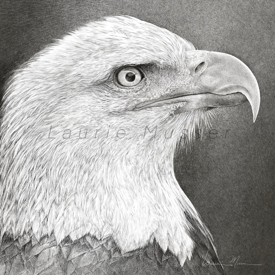 Bald Eagle Pencil Drawing: Wildlife Art Giclee Print - Etsy