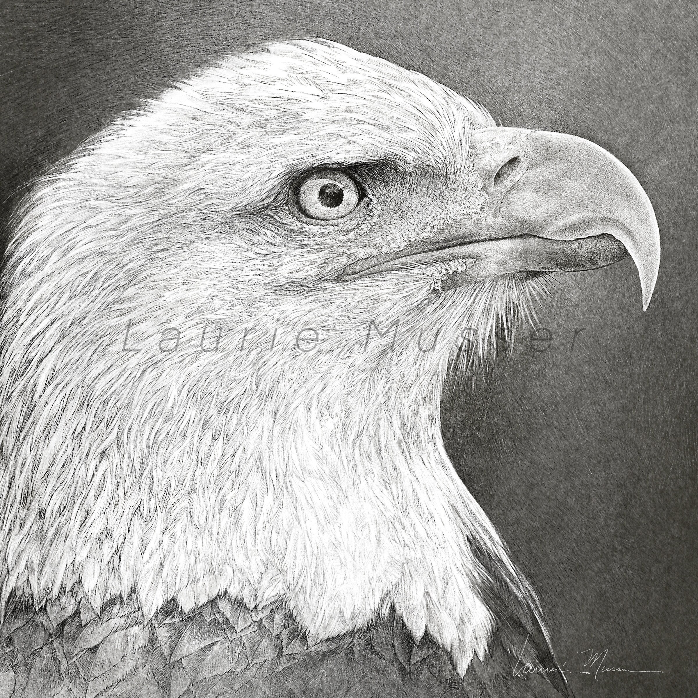 Eagle Head Pencil Drawing