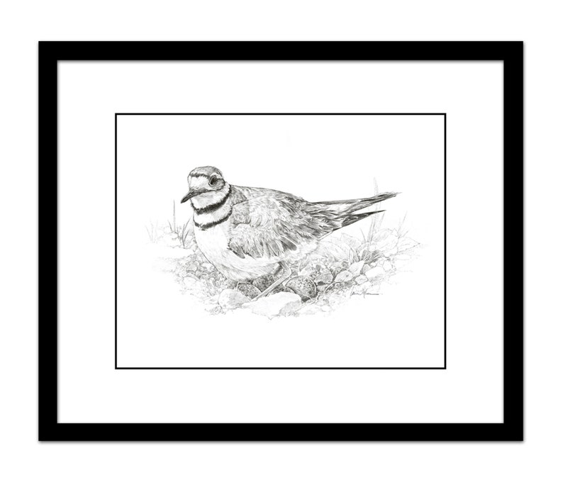 Killdeer, Bird, Wildlife, Pencil, Drawing, Black and White, Giclee ...