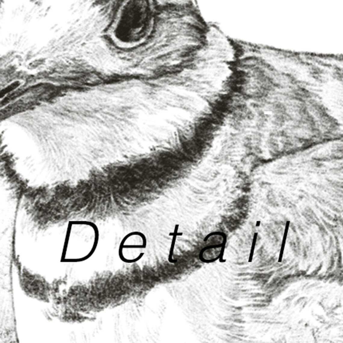 Killdeer, Bird, Wildlife, Pencil, Drawing, Black and White, Giclee ...