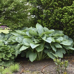 Empress Wu Hosta - Etsy