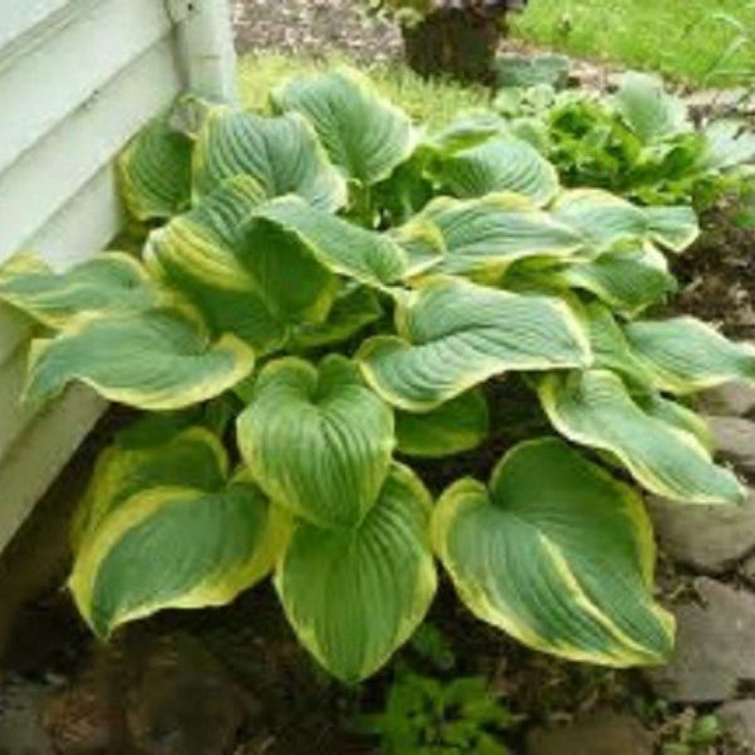 Fragrant Dream Hosta - Etsy