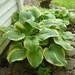 Fragrant Dream Hosta - Etsy