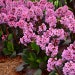 Spring Fling Bergenia - Etsy