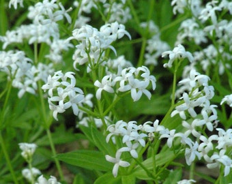 Sweet Woodruff Plant organically Grown - Etsy