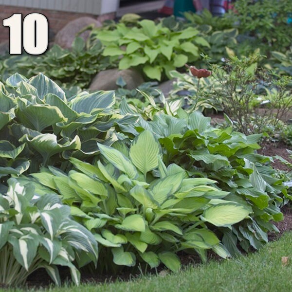 Hosta Mixed - Etsy
