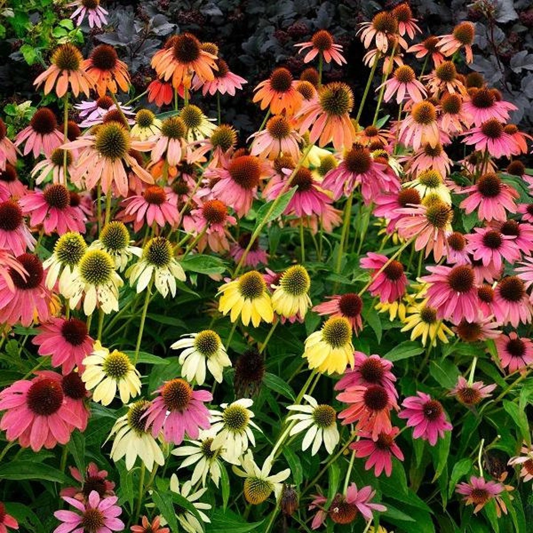 Count on Me Coneflower Mix - Etsy