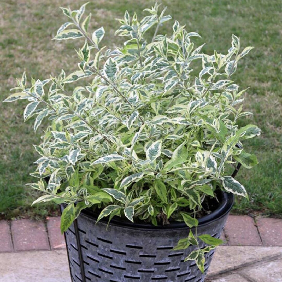Butterfly Gold Butterfly Bush - Etsy